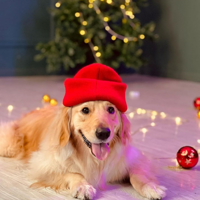 Confiable en inglés | Traductor de español a inglés - inglés.com