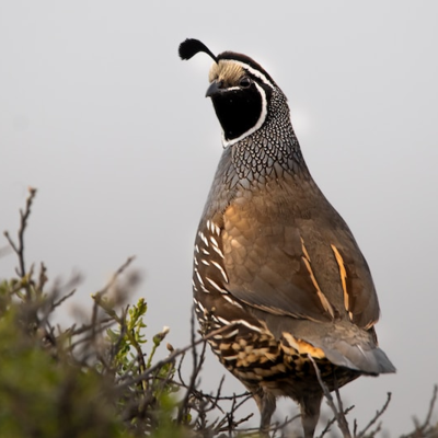 Hghghgh | Traductor inglés español