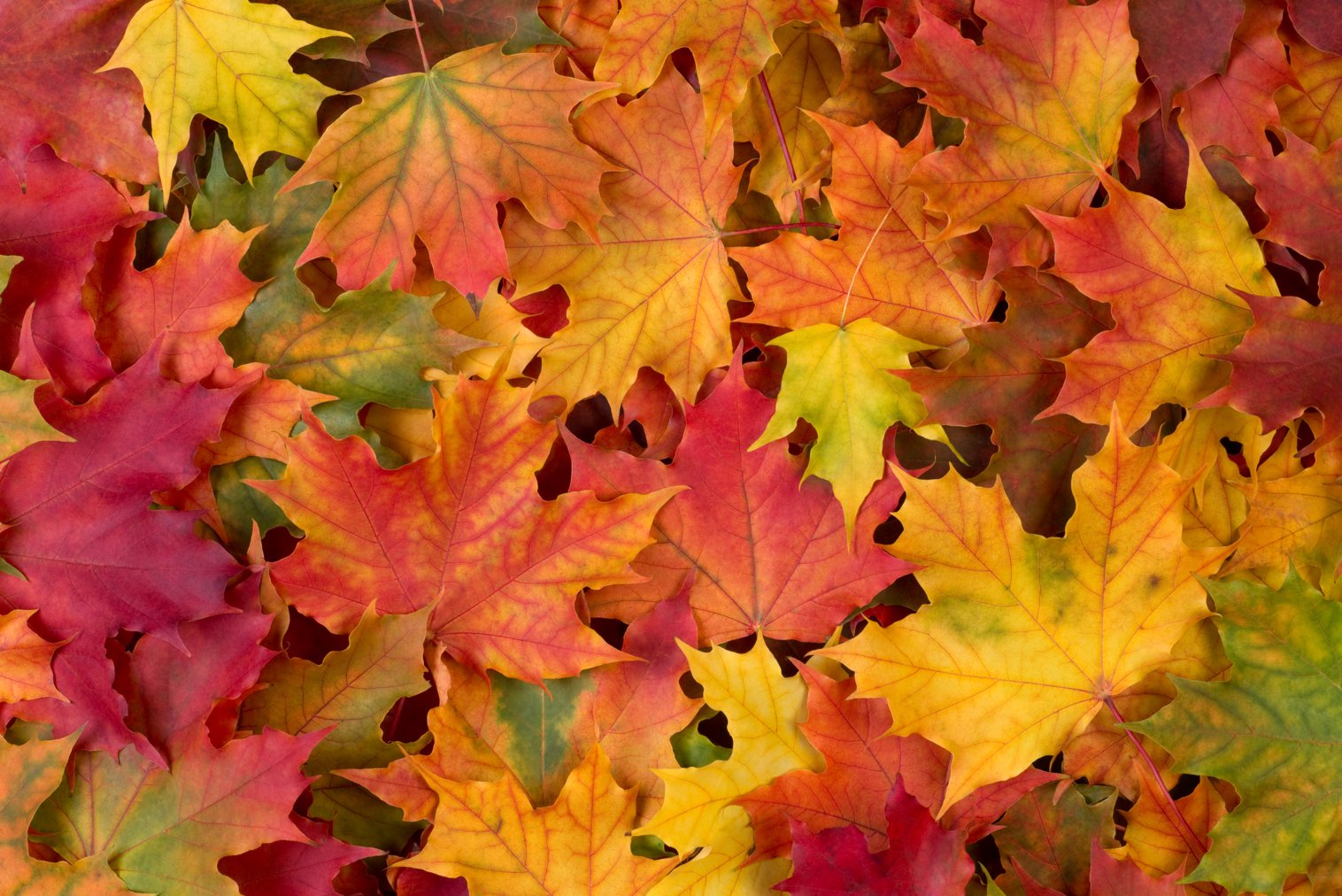 Vocabulario sobre el otoño en inglés | inglés.com